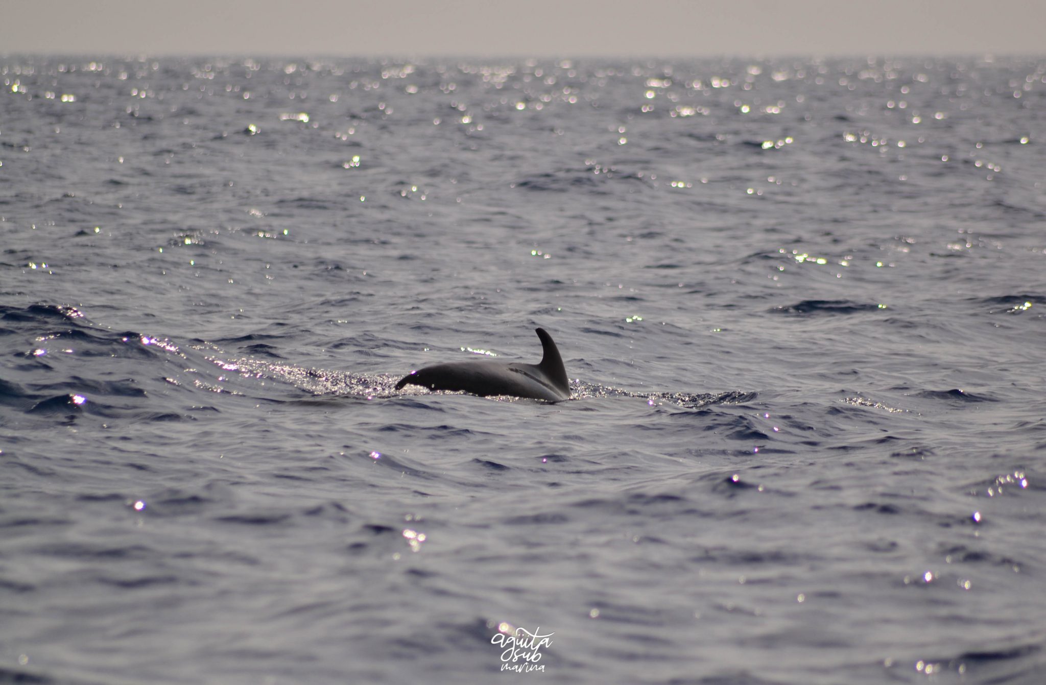 El calderón tropical, un tesoro en aguas canarias - BIOSEAN