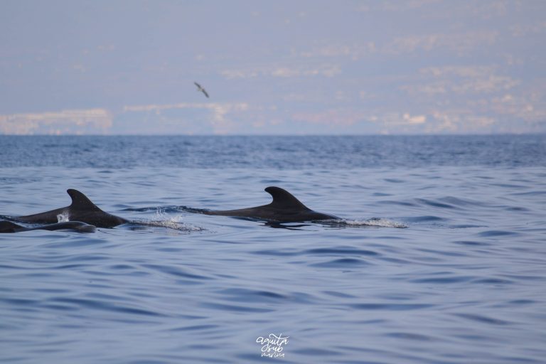 El calderón tropical, un tesoro en aguas canarias - BIOSEAN
